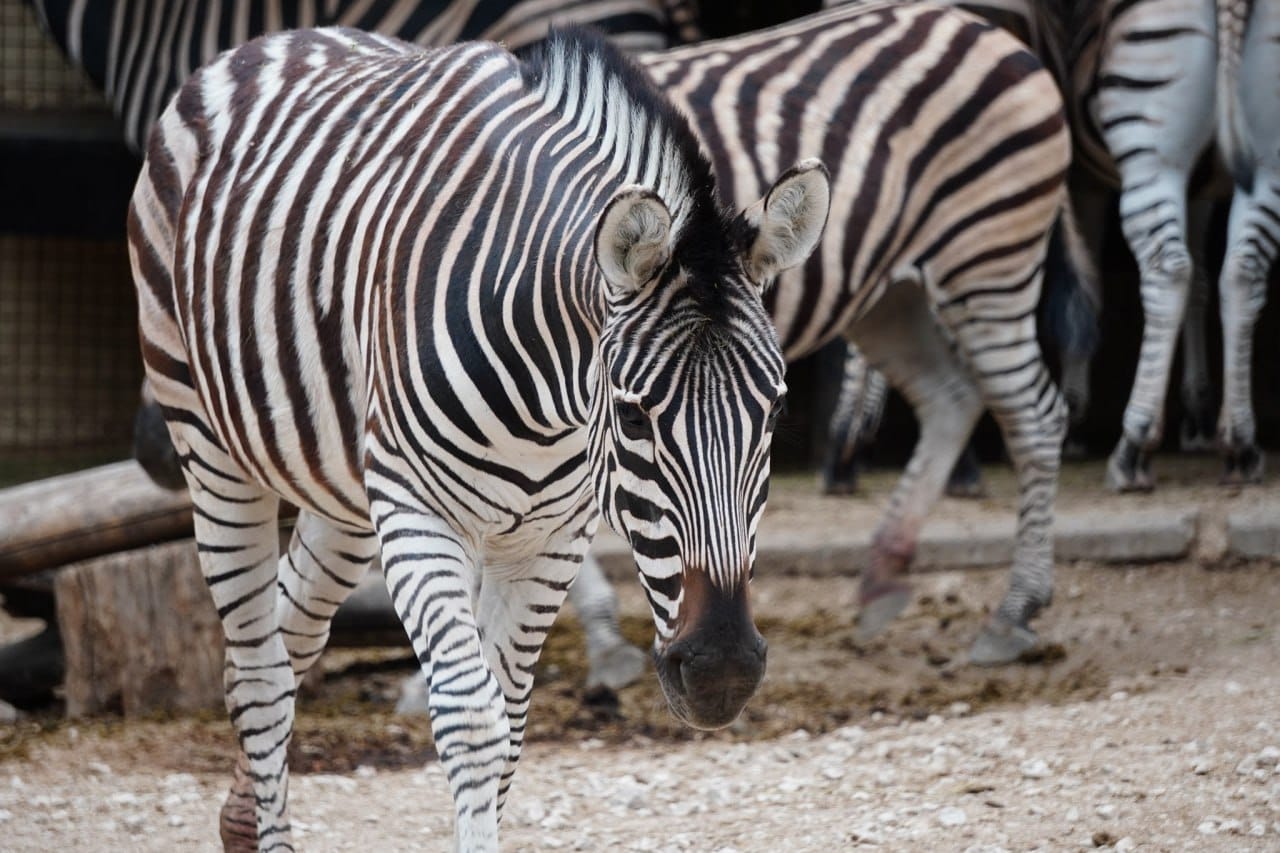 Ceban a felicitat angajații și vizitatorii Grădinii Zoologice din ...